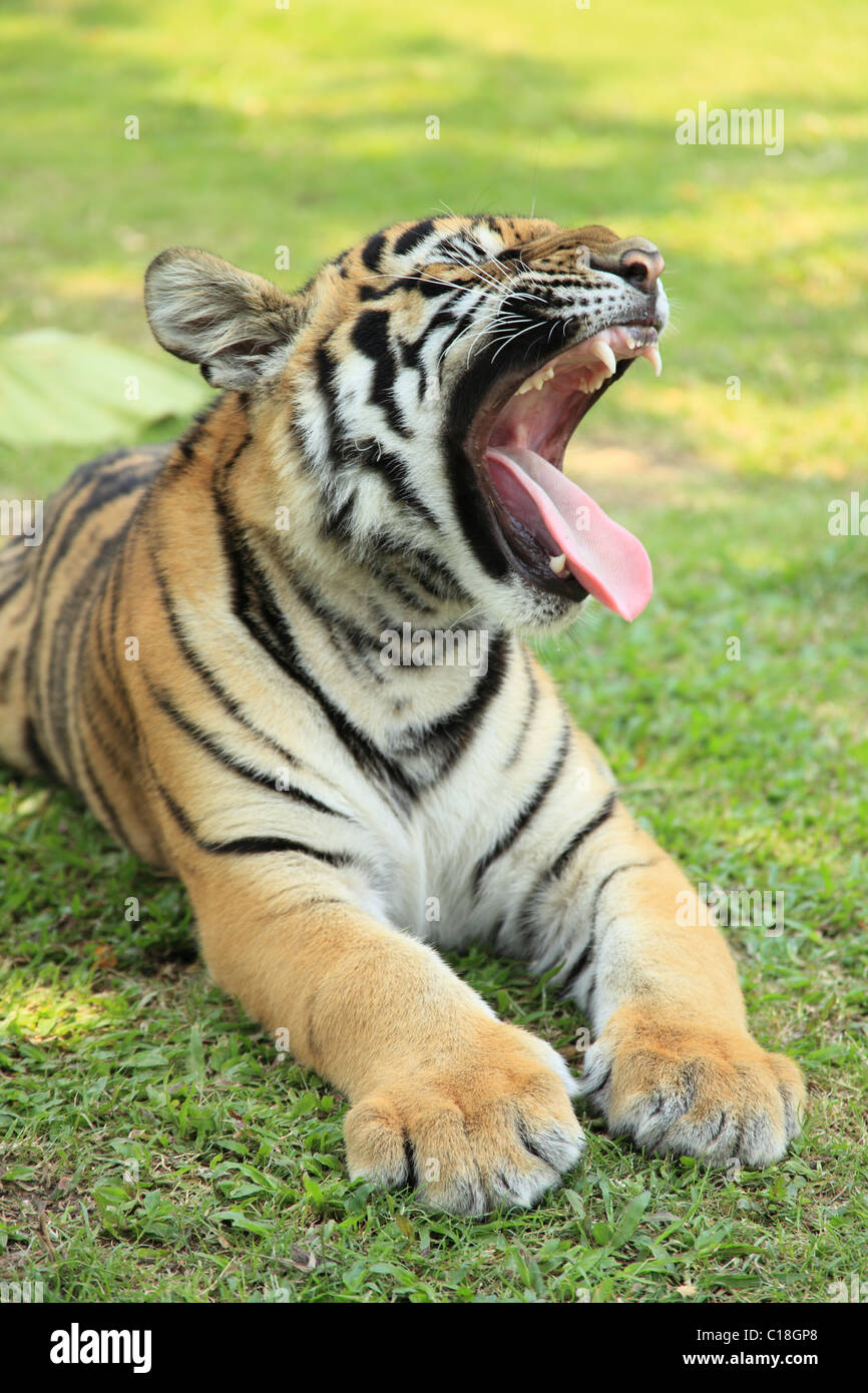 Tiger kingdom hi-res stock photography and images - Alamy