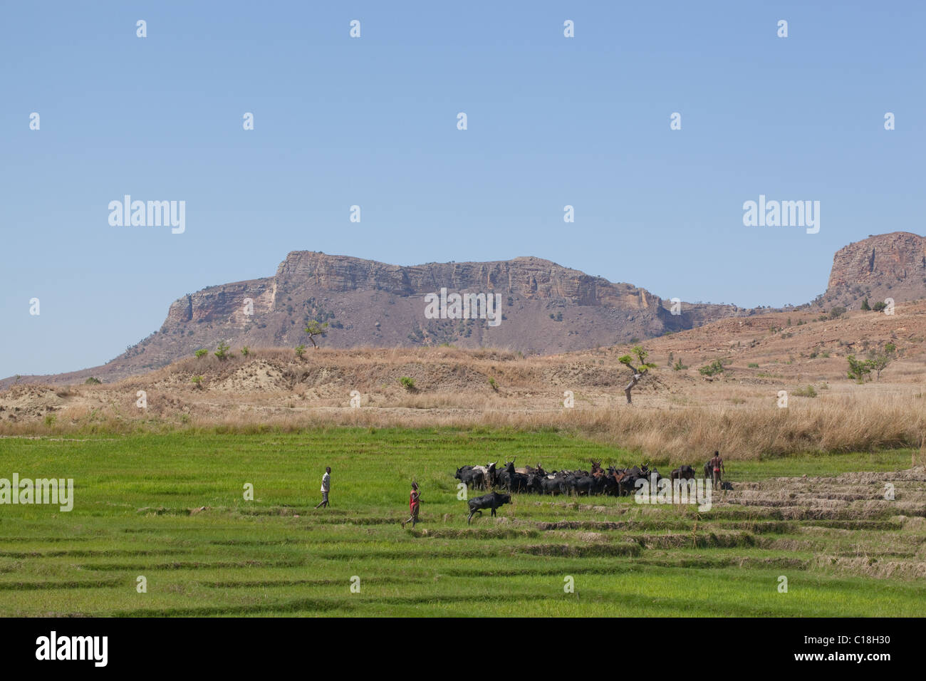 Rice Fields (Oryza sativa), with Zebu Cattle being used to break up dry ...