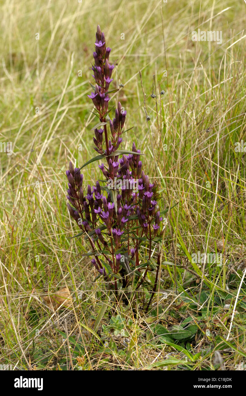 Autumn Gentian, gentianella amarella Stock Photo - Alamy