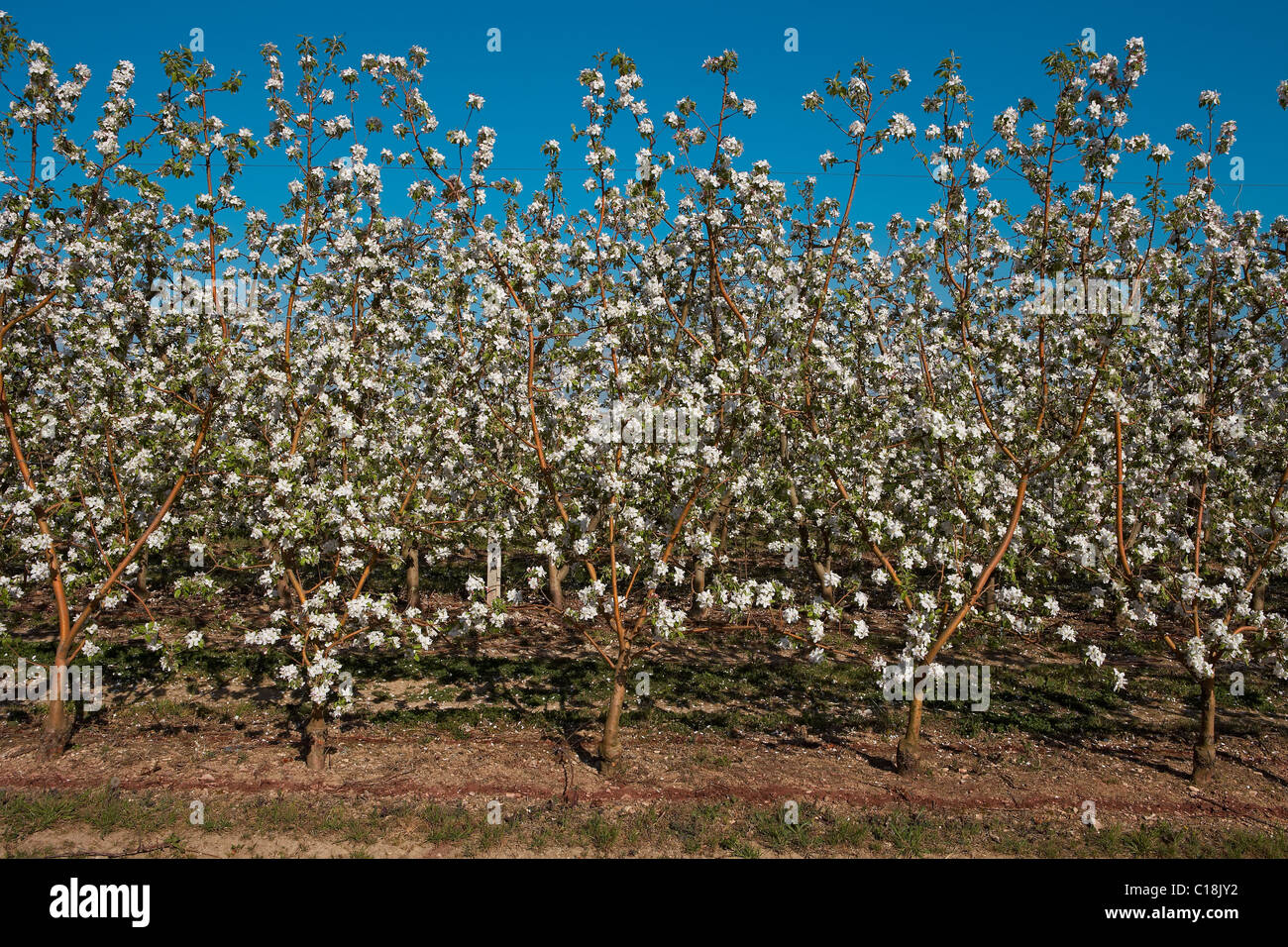 Pear Trees with Flowers. LLeida, Spain Stock Photo - Alamy