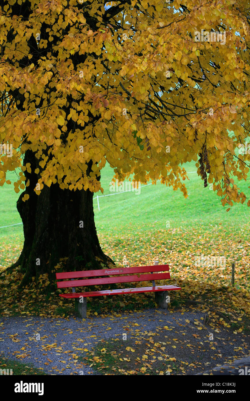 Red bench in front of an autumnal coloured tree, Jakobsbad, Appenzell ...