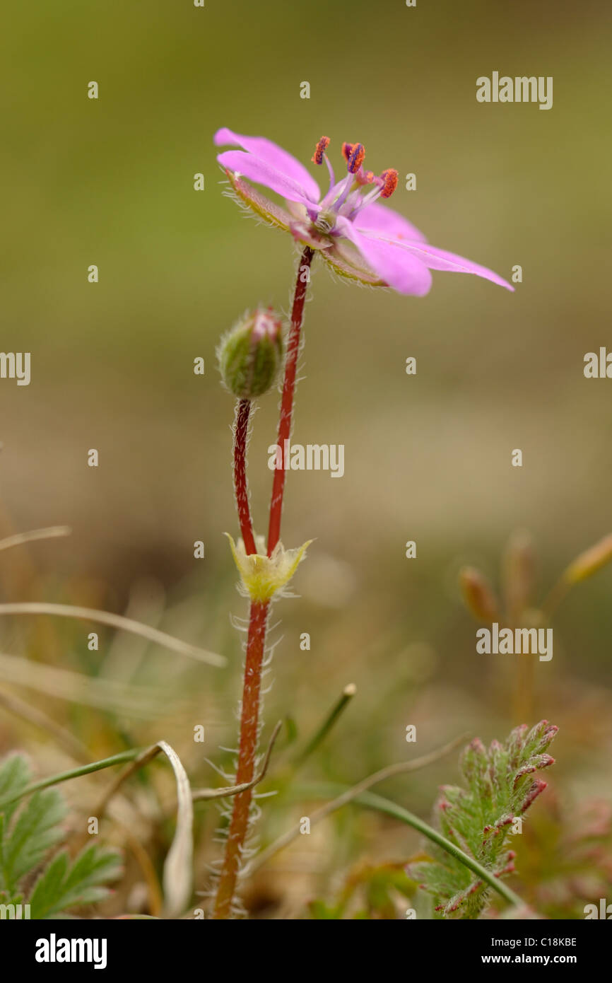 Storks Bill High Resolution Stock Photography and Images - Alamy