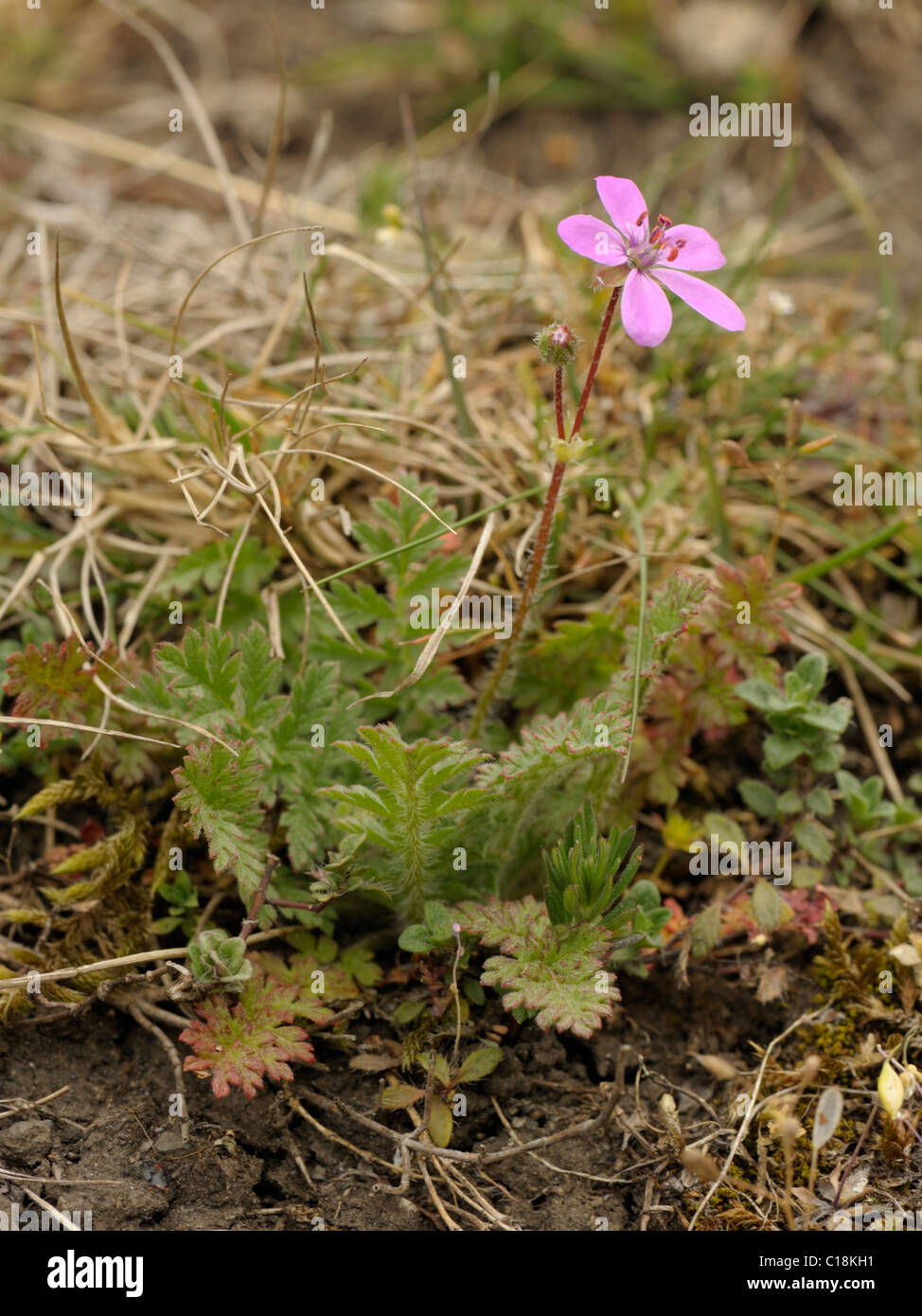 Common storks bill or pinweed hi-res stock photography and images - Alamy