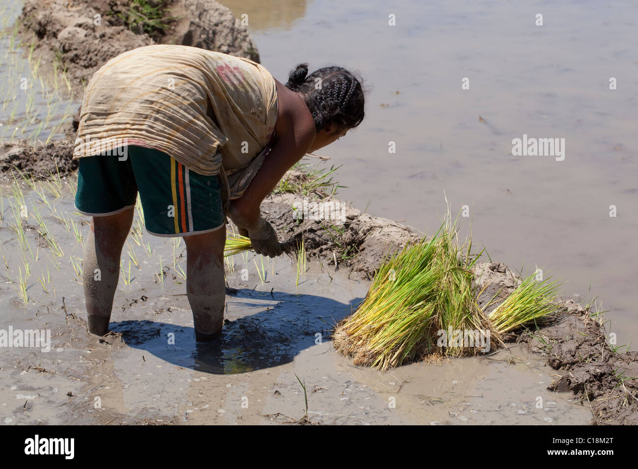 Transplanting rice plants hi-res stock photography and images - Alamy