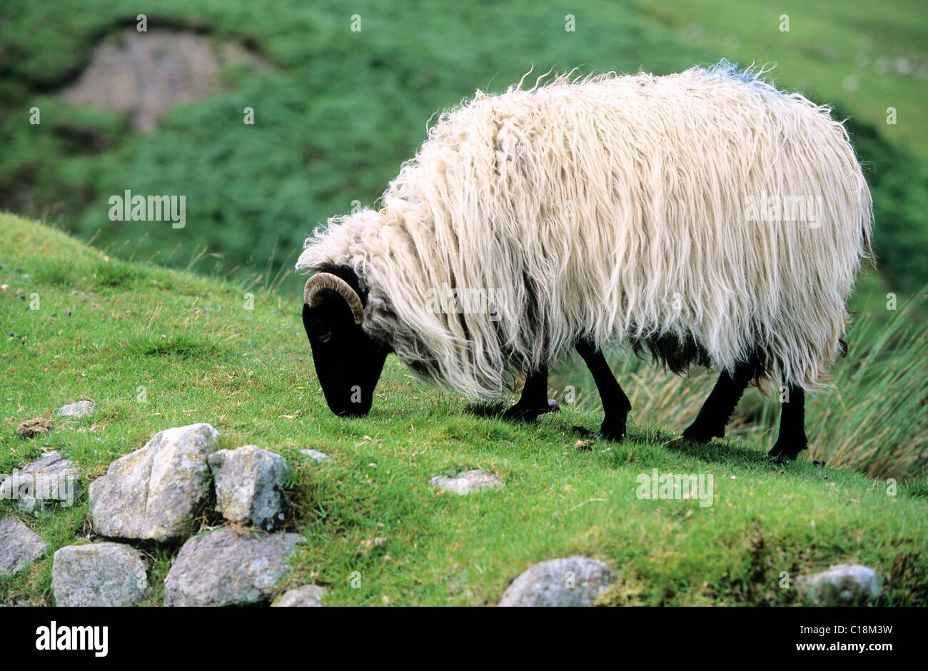 Republic of Ireland, Connemara county Stock Photo - Alamy