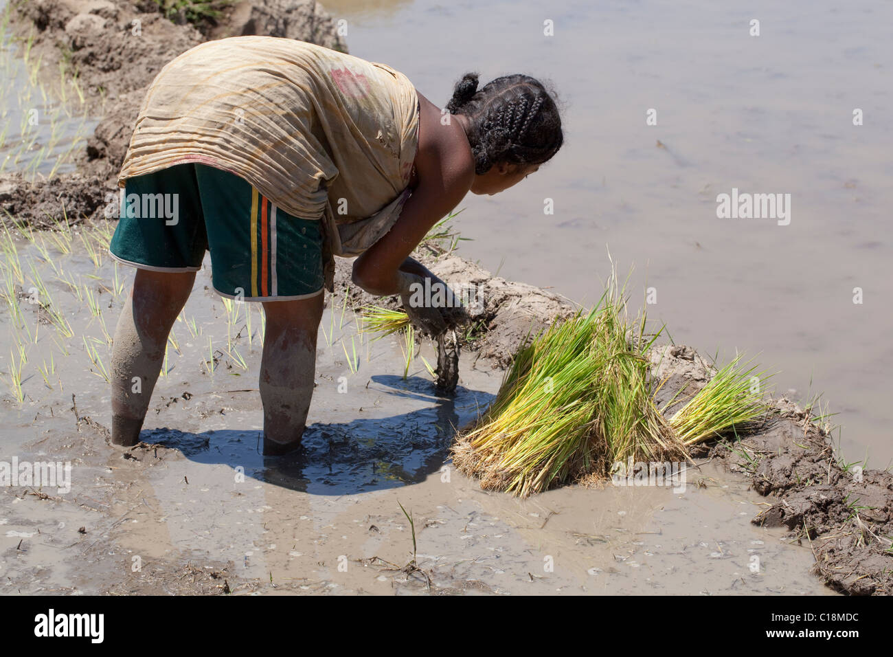Transplanting rice plants hi-res stock photography and images - Alamy