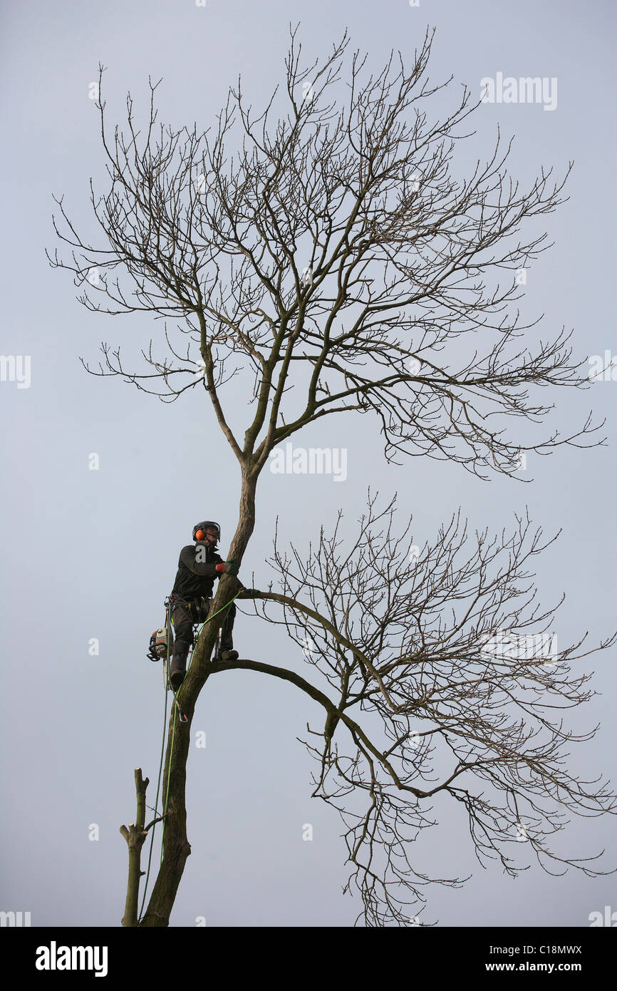 Ash tree uk hi-res stock photography and images - Alamy