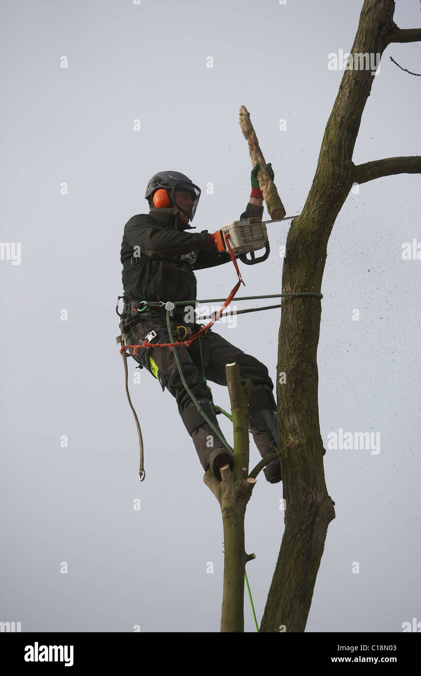 Tree Climbing With Ropes Uk High Resolution Stock Photography and ...