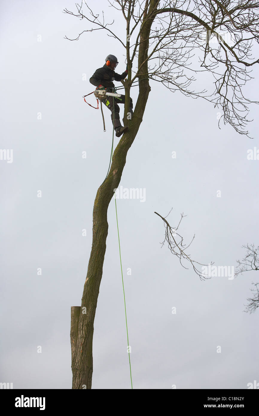 Tree climbing with ropes uk hi-res stock photography and images - Alamy