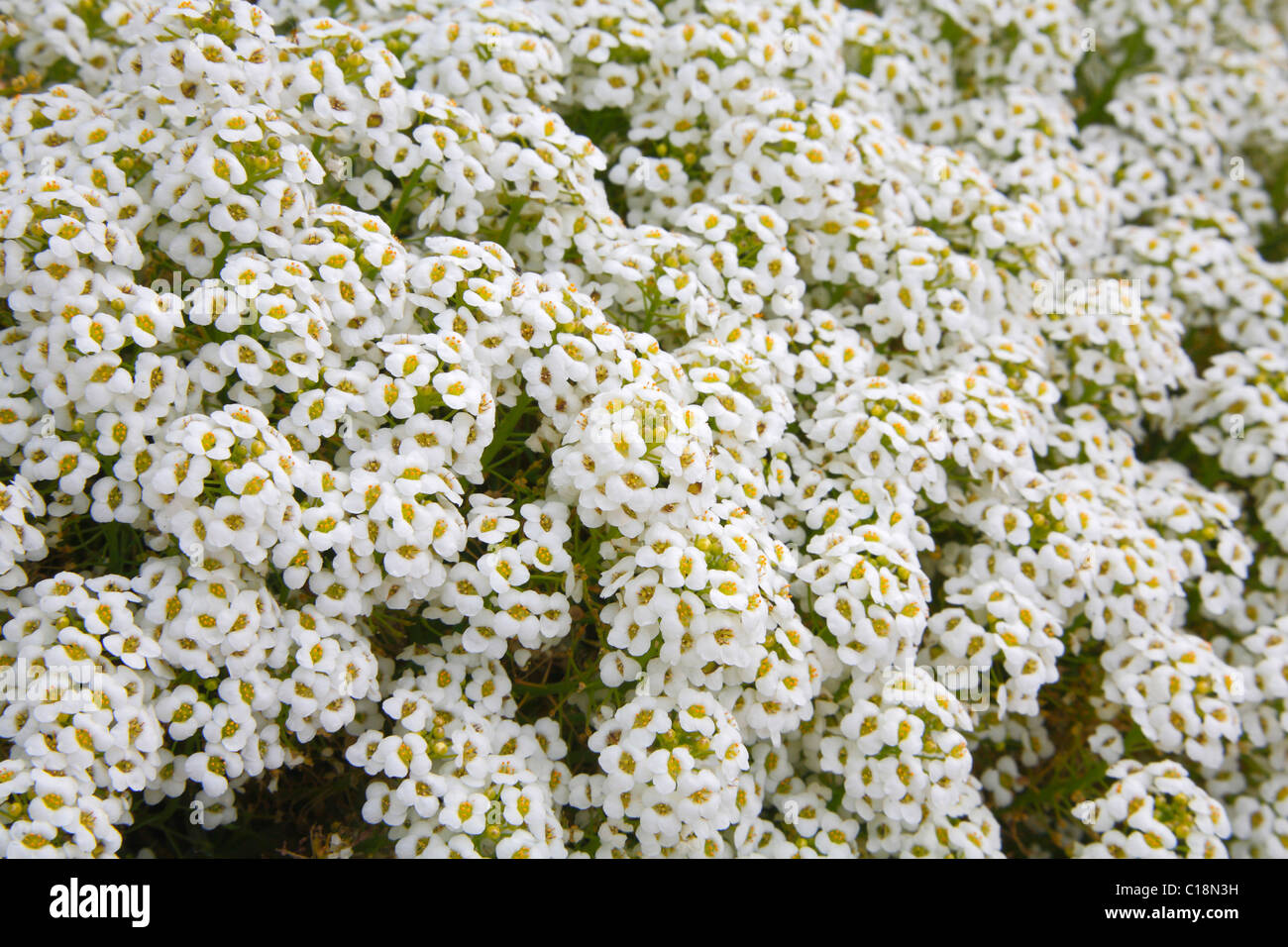 Dense Small White Flowers High Resolution Stock Photography and Images ...