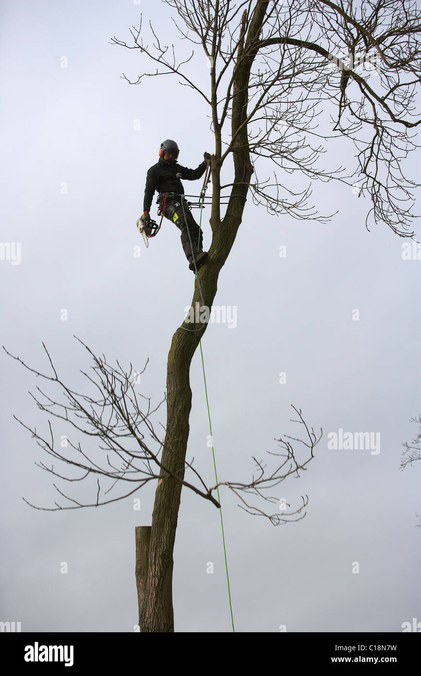 Tree surgeon working on a Ash Tree, UK Stock Photo - Alamy