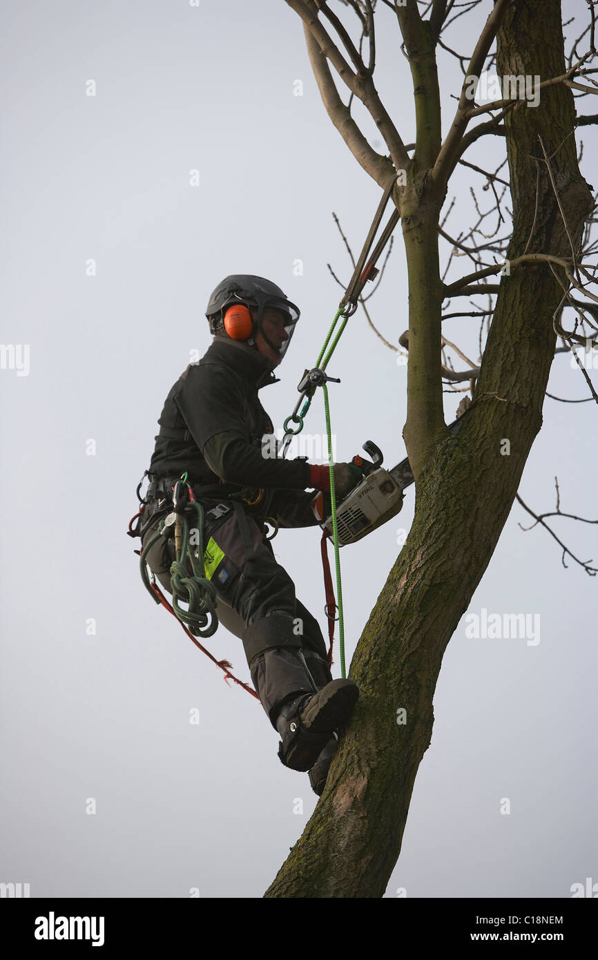 Tree surgeon working on a Ash Tree, UK Stock Photo - Alamy