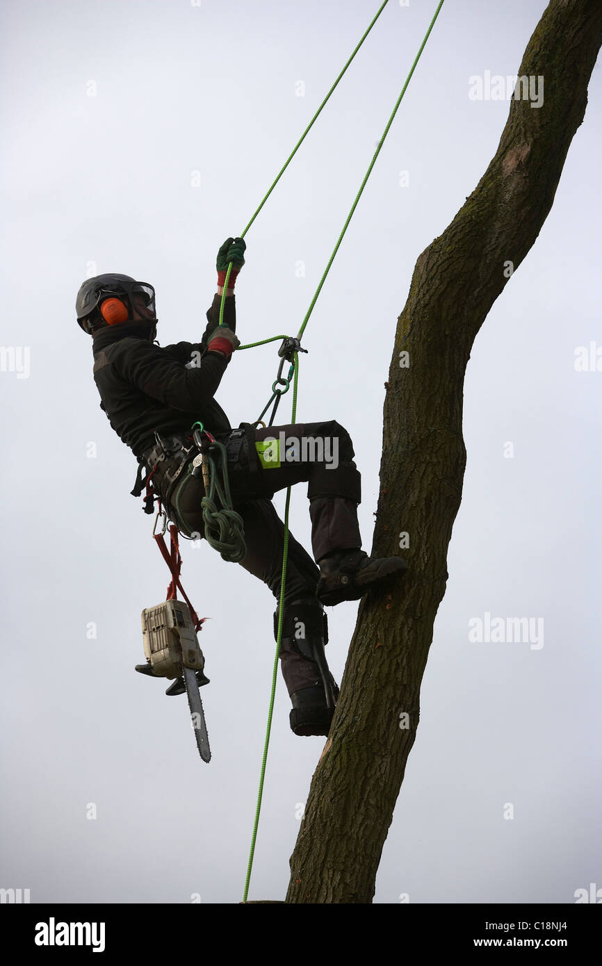Tree surgeon working on a Ash Tree, UK Stock Photo - Alamy