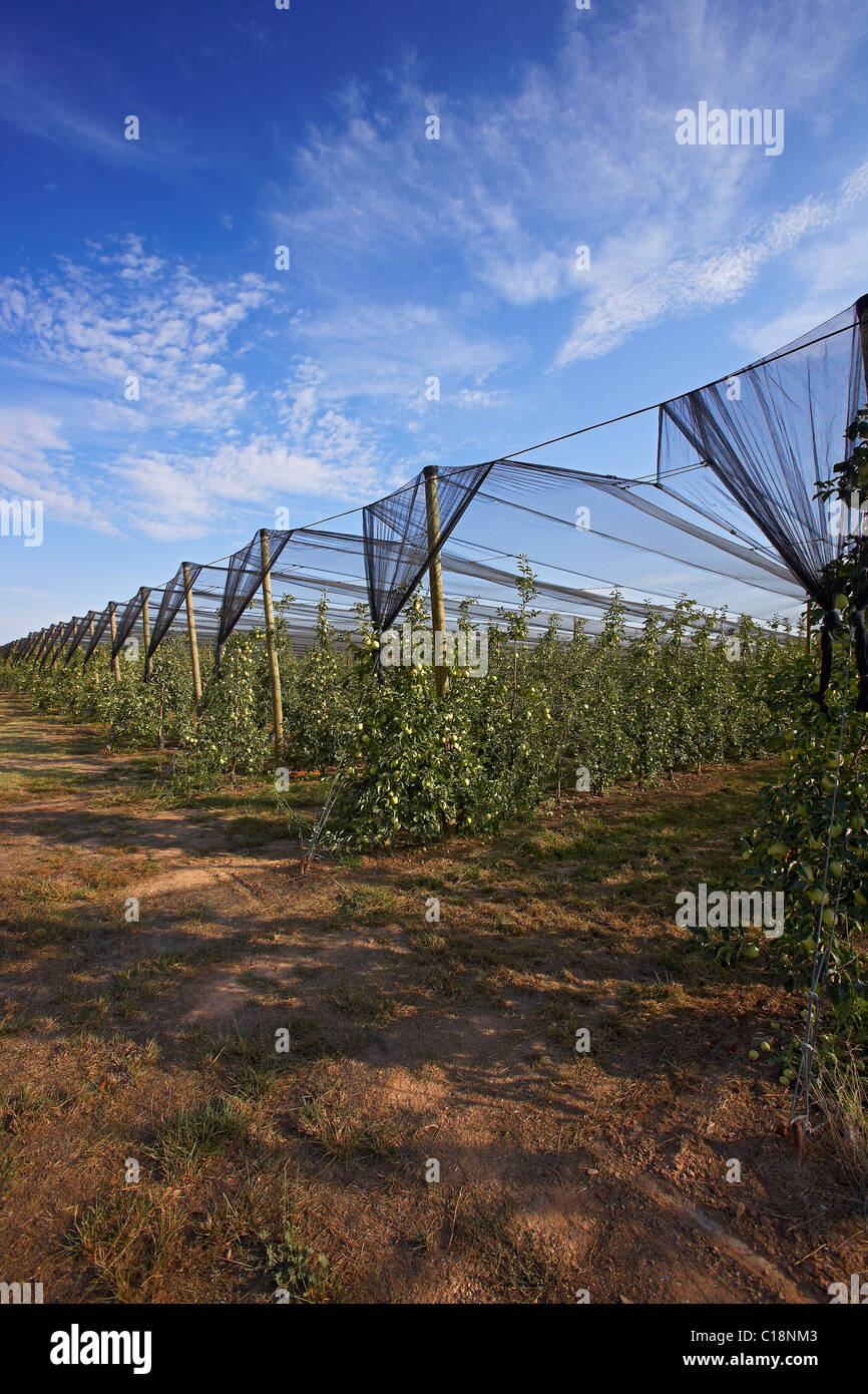 Apple net protection against hailstorm in LLeida. Spain Stock Photo - Alamy