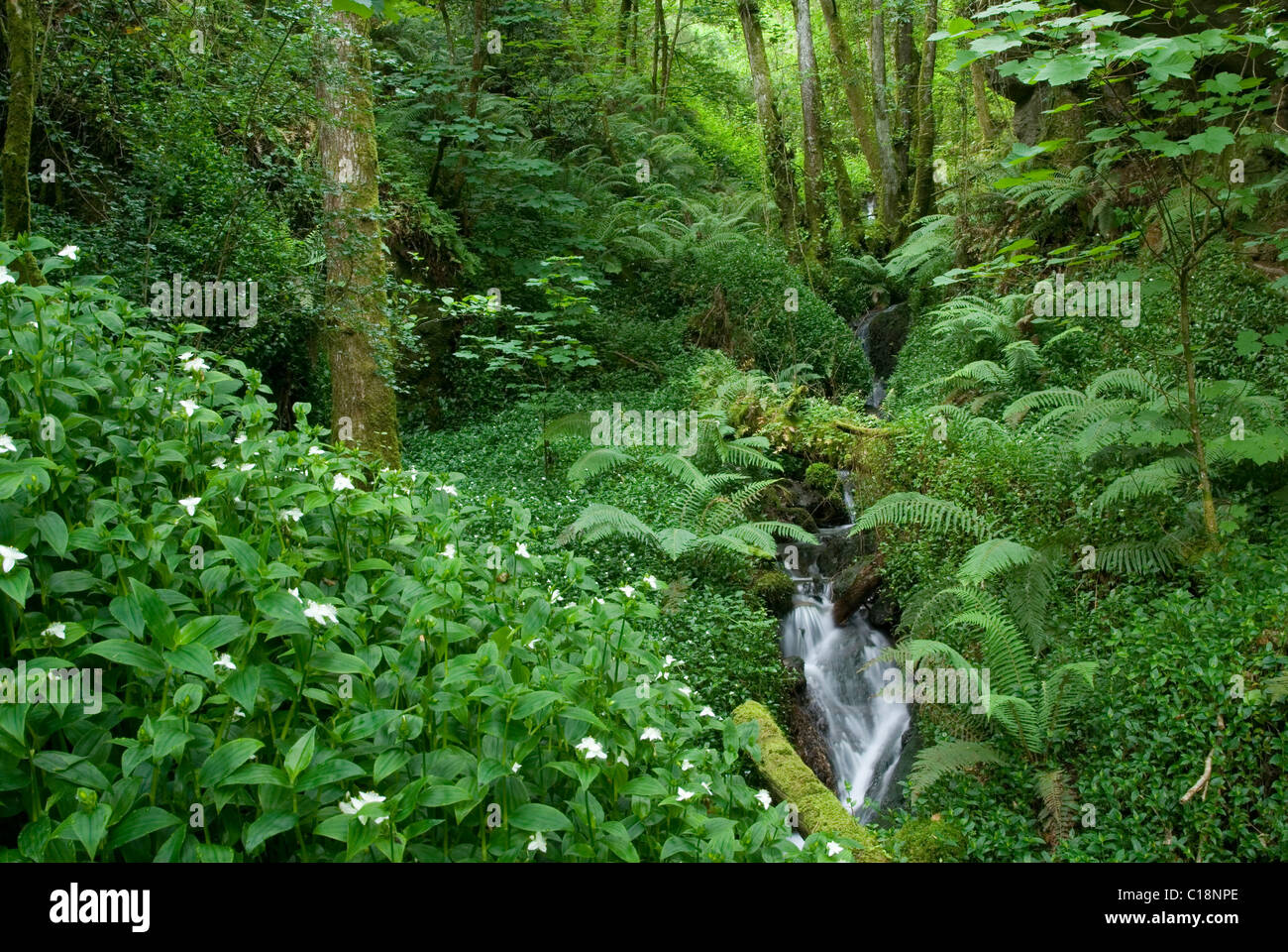 Tropical Monsoon Deciduous Forests