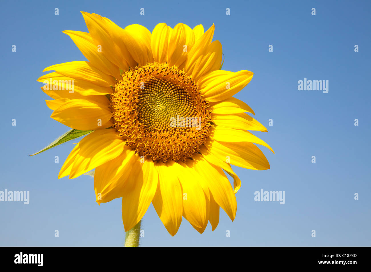 beautiful yellow Sunflower Stock Photo - Alamy