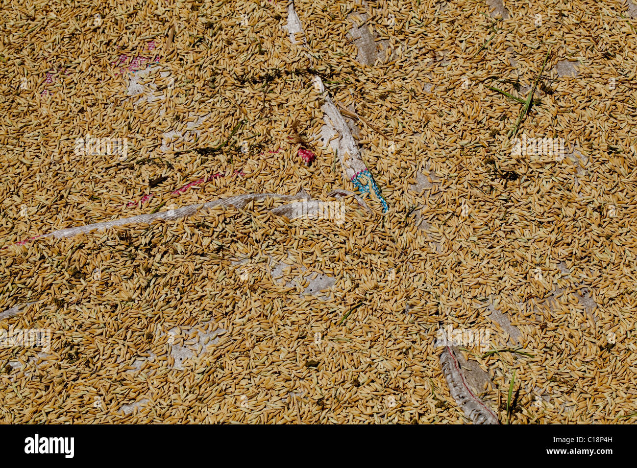 Drying out rice hi-res stock photography and images - Alamy