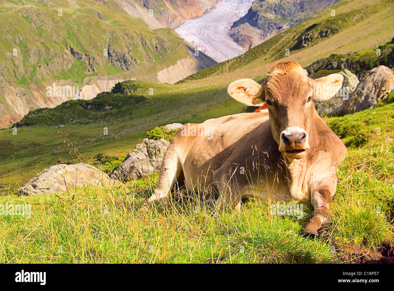 Alm alp animal hi-res stock photography and images - Alamy