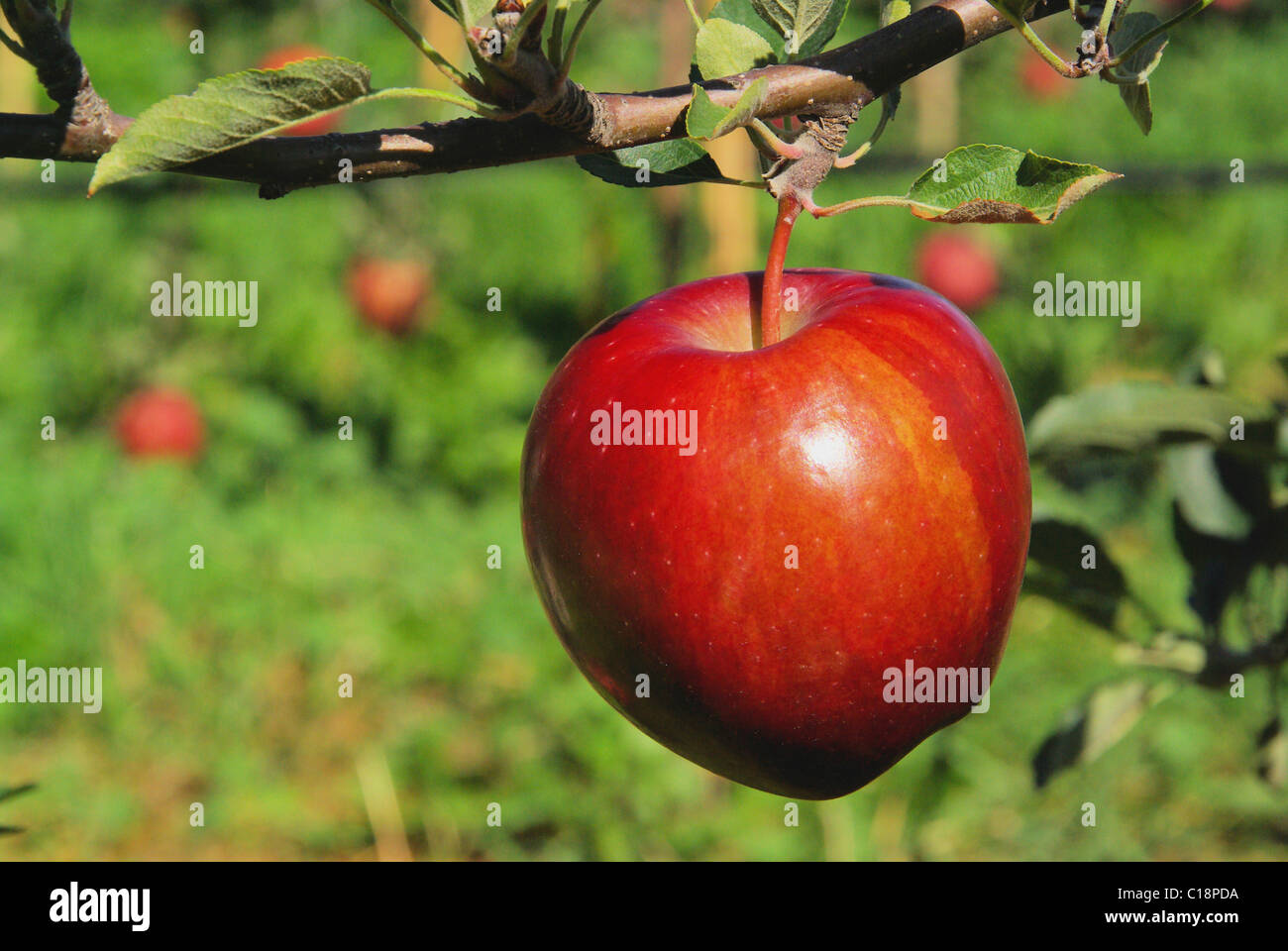 Apfel am Baum - apple on tree 135 Stock Photo - Alamy