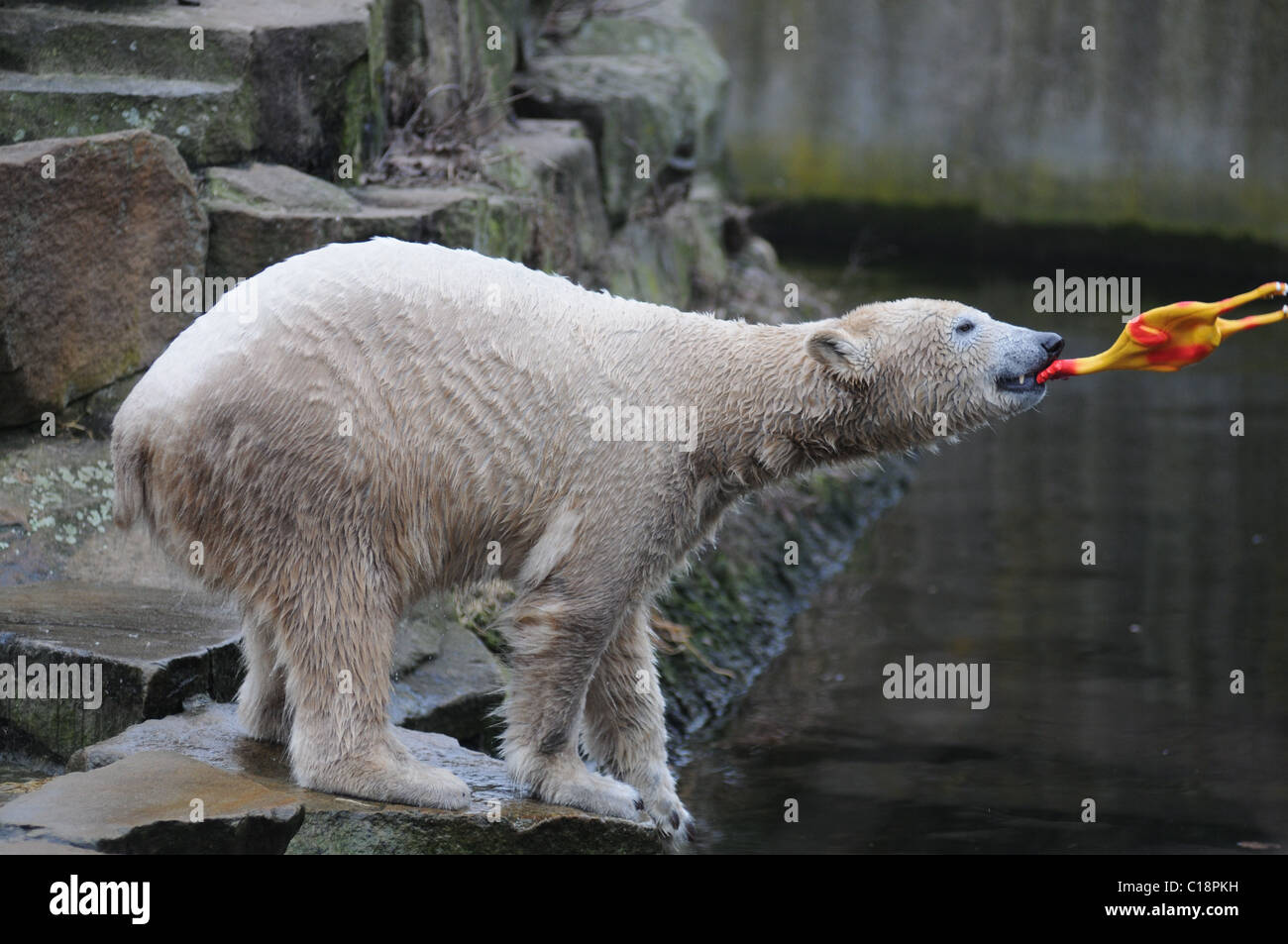 Famous polar bear Knut got a new toy, a rubber chicken at Zoo Berlin ...