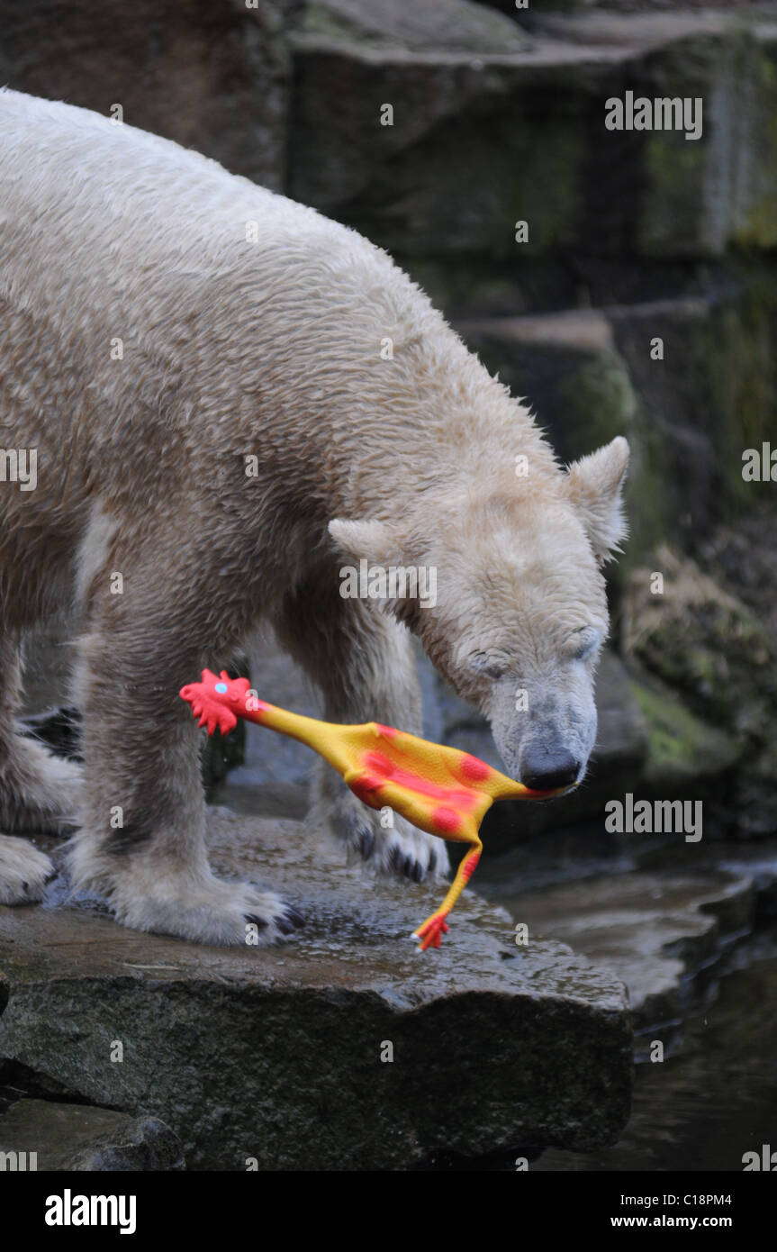 Famous polar bear Knut got a new toy, a rubber chicken at Zoo Berlin ...
