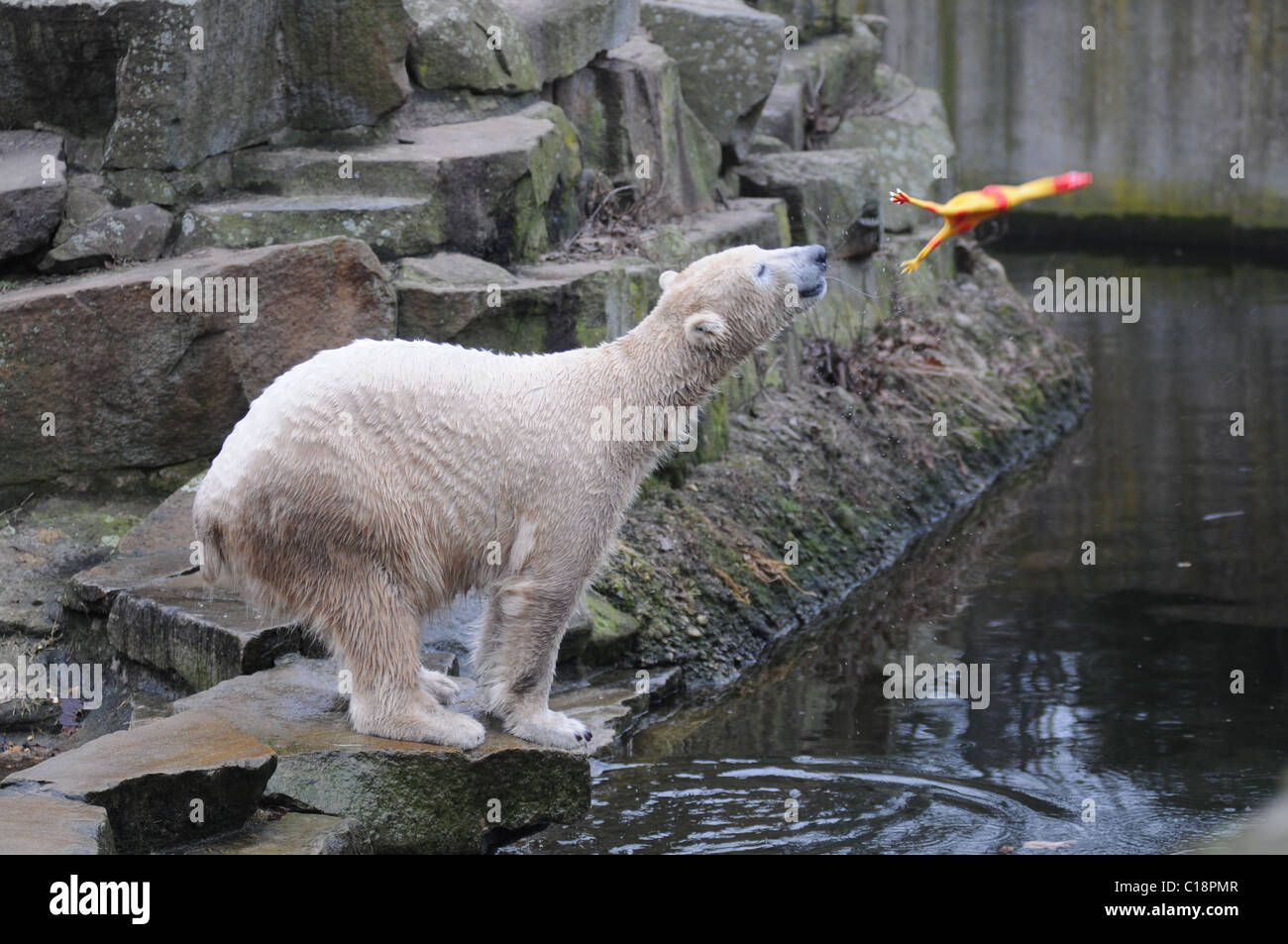 Famous polar bear Knut got a new toy, a rubber chicken at Zoo Berlin ...