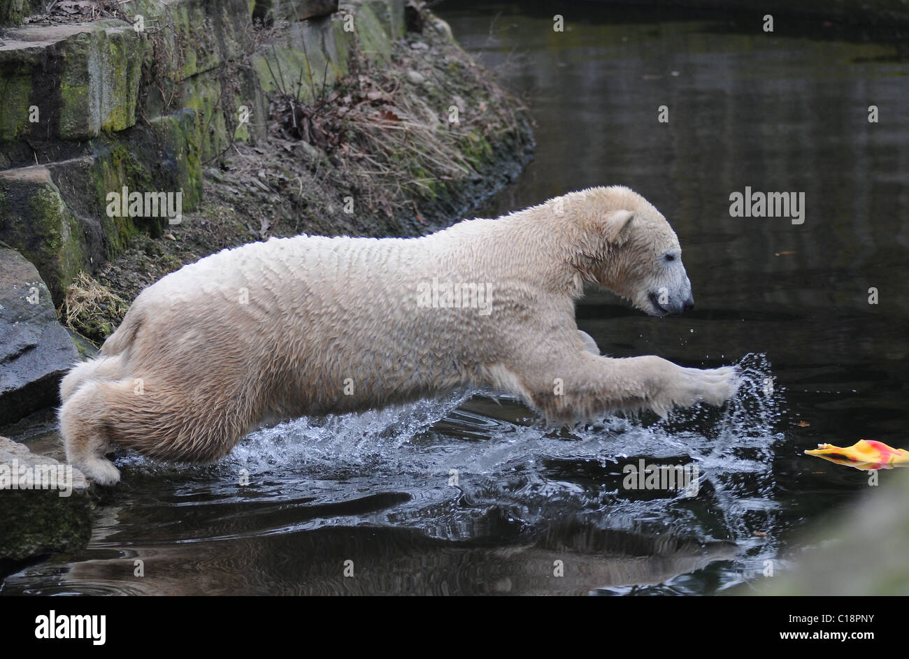 Famous polar bear Knut got a new toy, a rubber chicken at Zoo Berlin ...