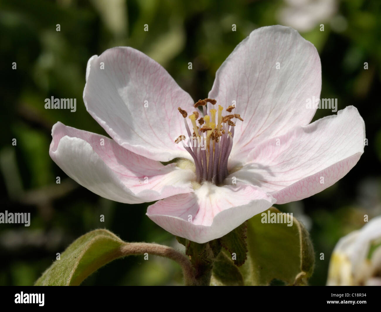 Quince flower, cydonia oblonga Stock Photo - Alamy