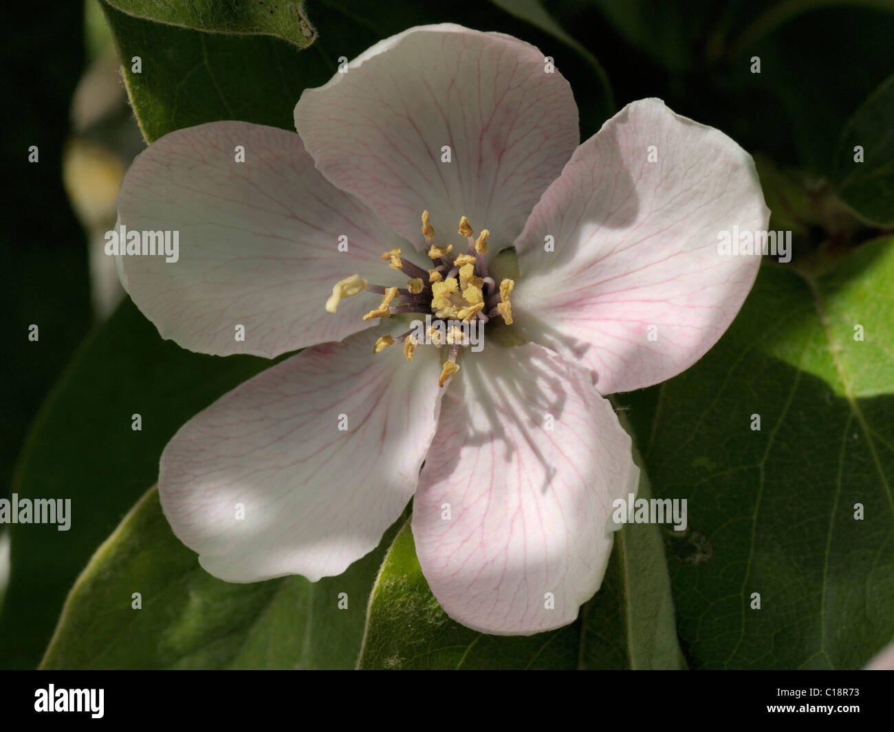 Quince flower, cydonia oblonga Stock Photo - Alamy