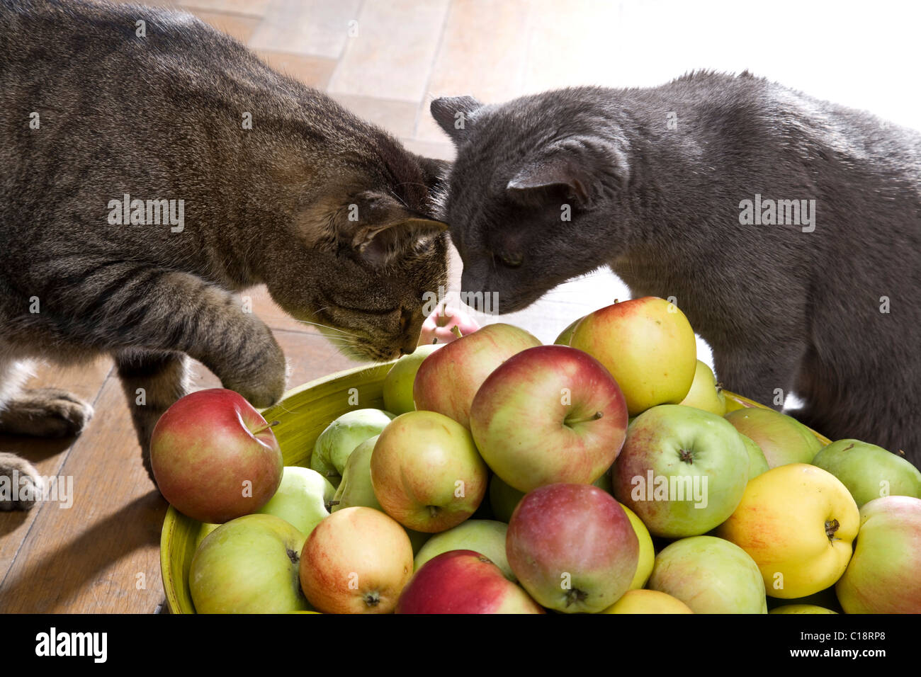 Bowl with organic apples and two cats Stock Photo - Alamy