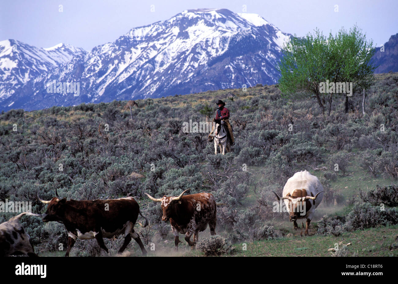 United States, Wyoming, Cody, dude ranch, Double Diamond X ranch, long ...