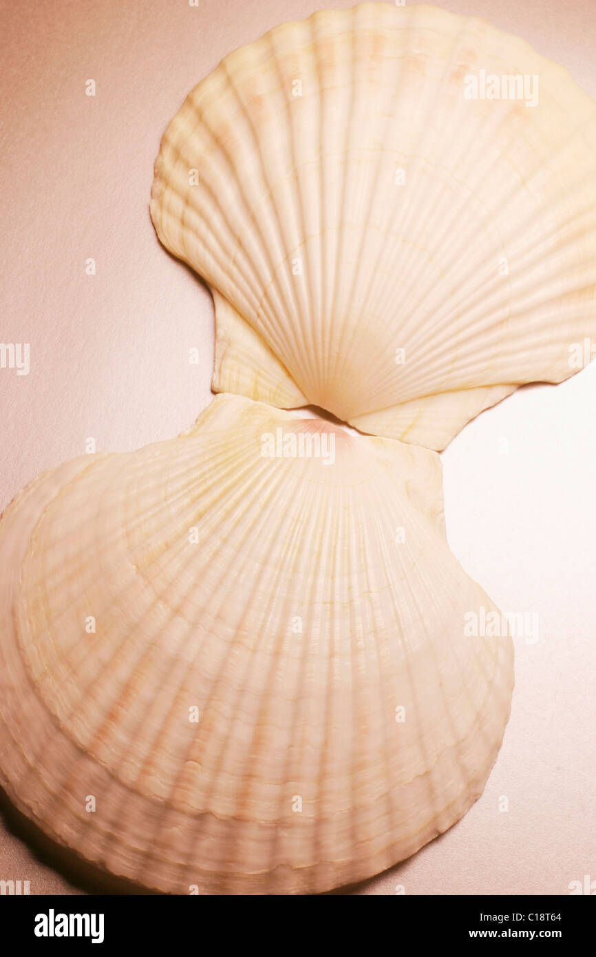 Inside mussel shell hi-res stock photography and images - Alamy