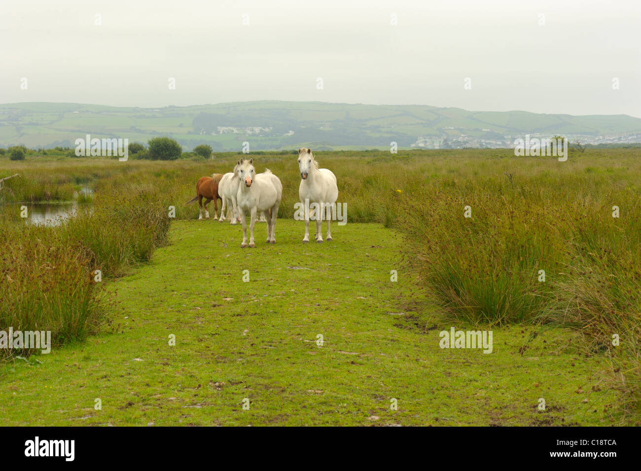 White ponies hi-res stock photography and images - Alamy