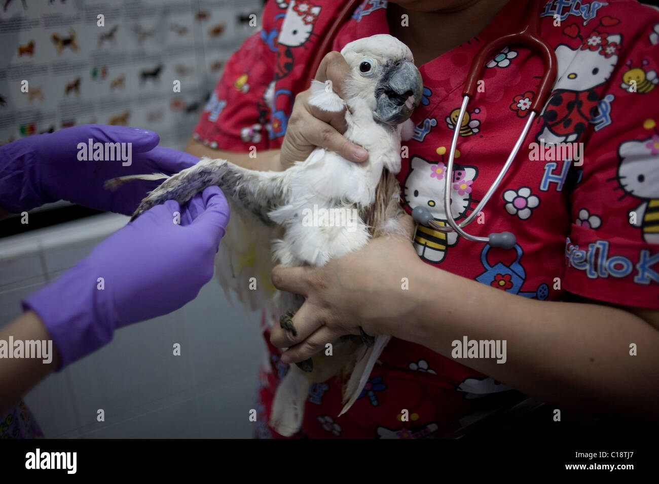 Veterinarians attend an injured White Cockatoo at a Pet Hospital in ...