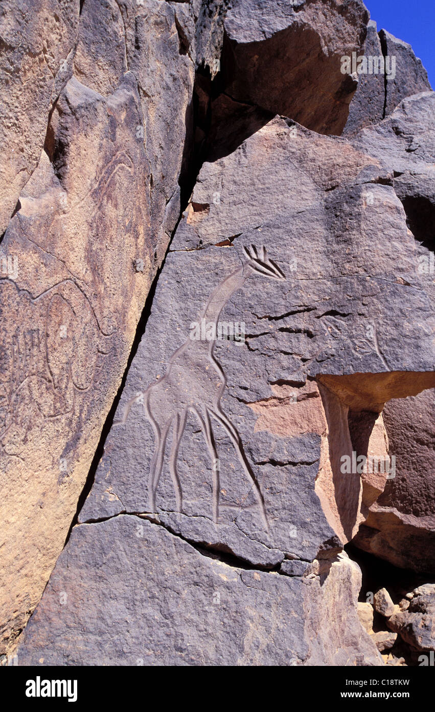 Libya, region of the desert, the Fezzan (Sahara), Messak Setafet, rock ...