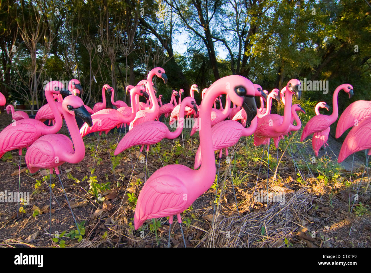 Fake flamingo hi-res stock photography and images - Alamy