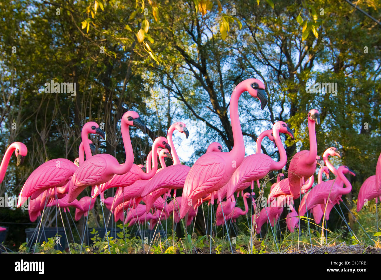 Plastic flamingoes hi-res stock photography and images - Alamy