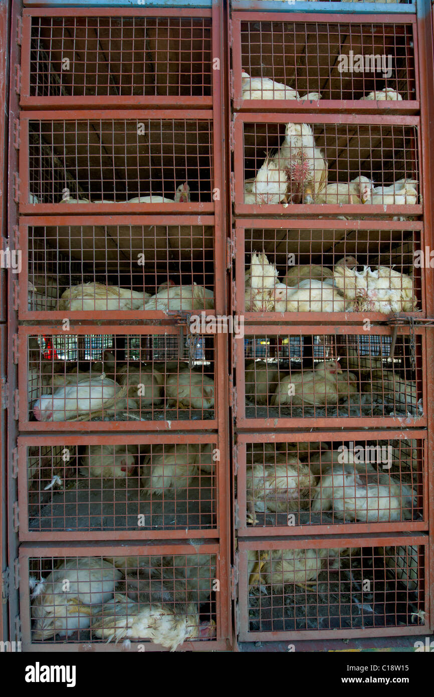 Cage chicken transported hi-res stock photography and images - Alamy