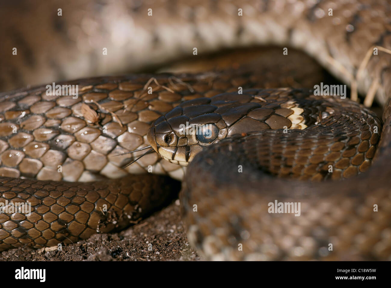 European Grass Snake, Natrix natrix, Dorset, UK Stock Photo - Alamy