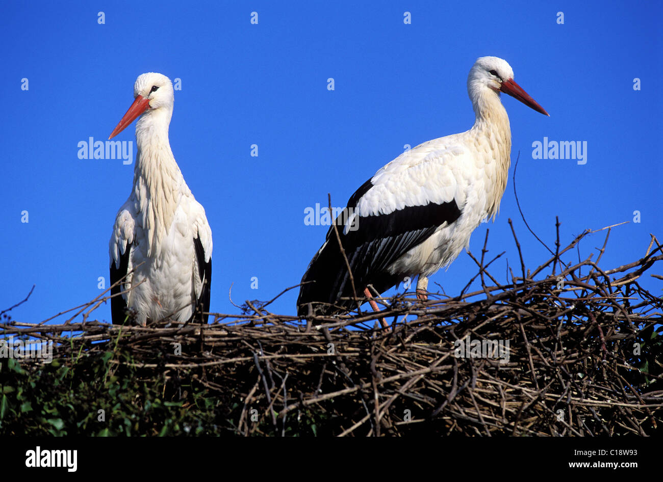 France, Haut Rhin, Hunawihr village, couple of storks in their nest at ...