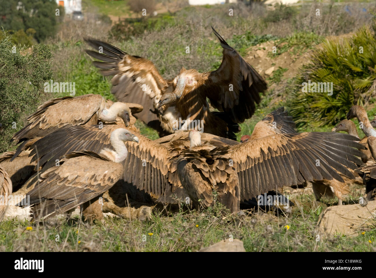 Griffon Vultures feeding and fighting over carcass of horse Stock Photo ...