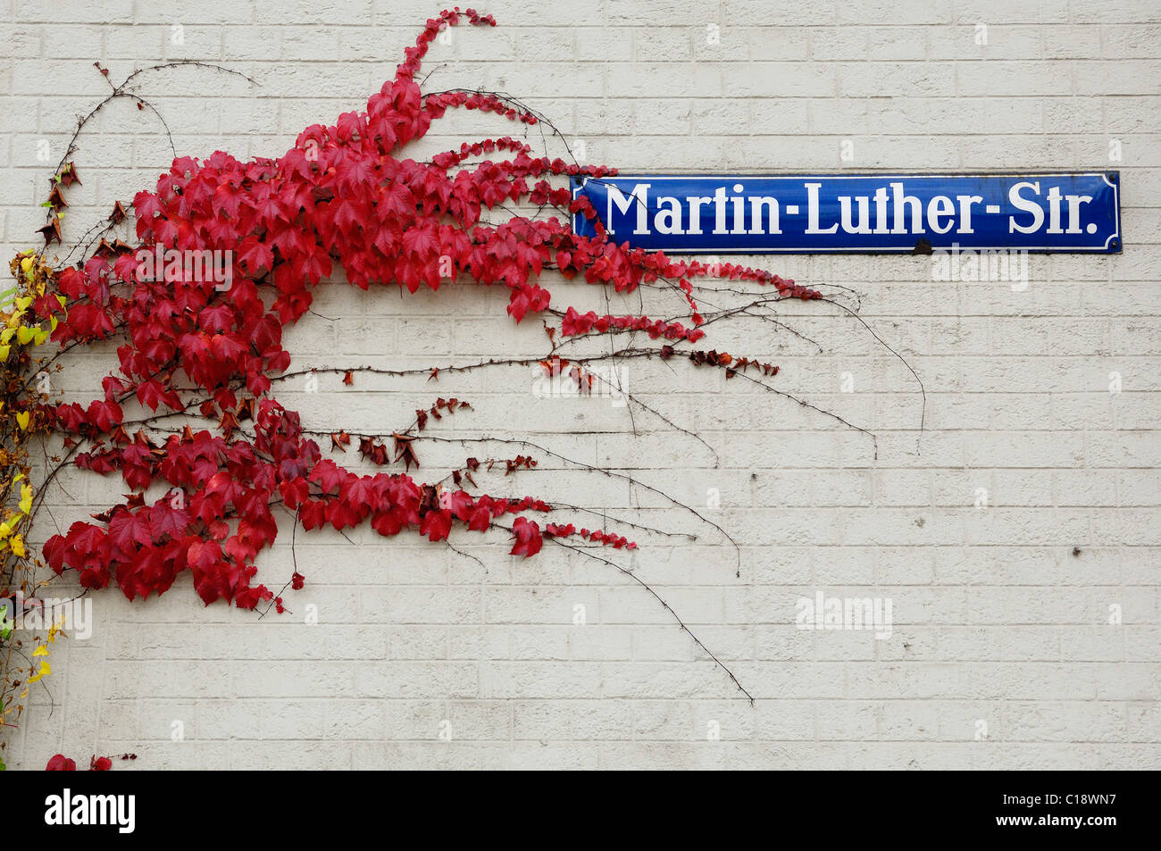 Street sign, autumnal leaves, Grape Ivy (Parthenocissus tricuspidata ...