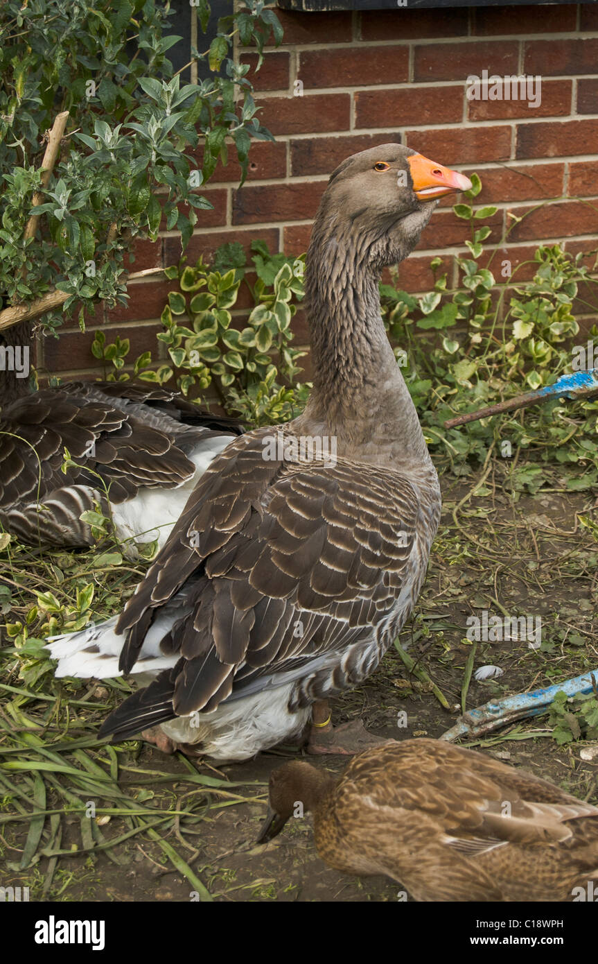 Dewlap Toulouse geese at a city farm Stock Photo - Alamy