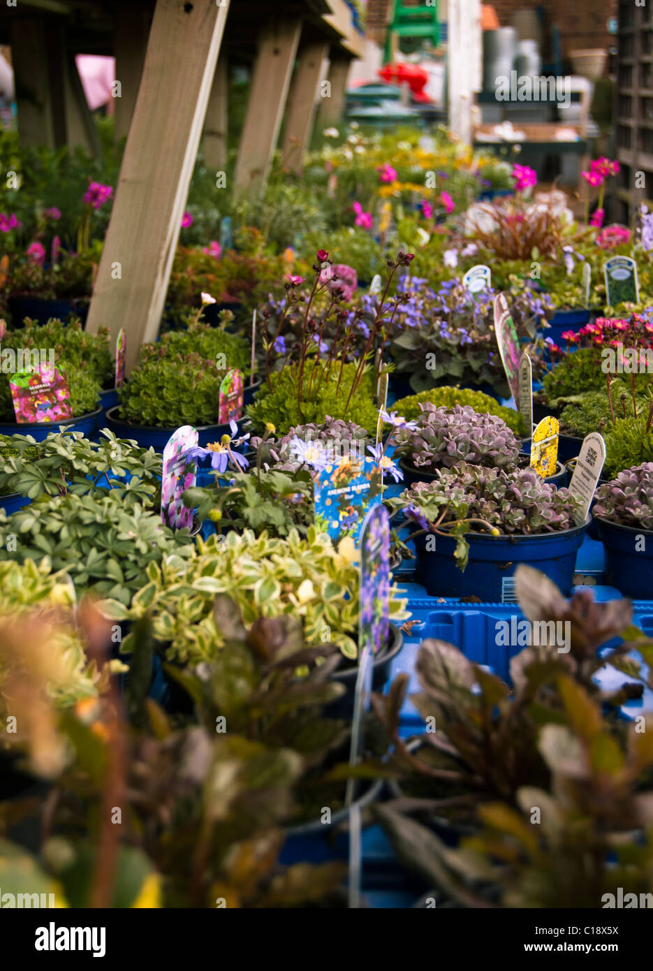 Plants at a garden center Stock Photo - Alamy