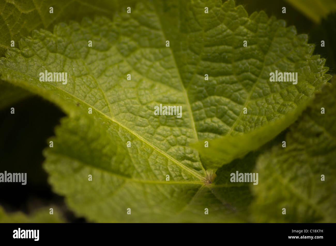 Surface anatomy hi-res stock photography and images - Alamy
