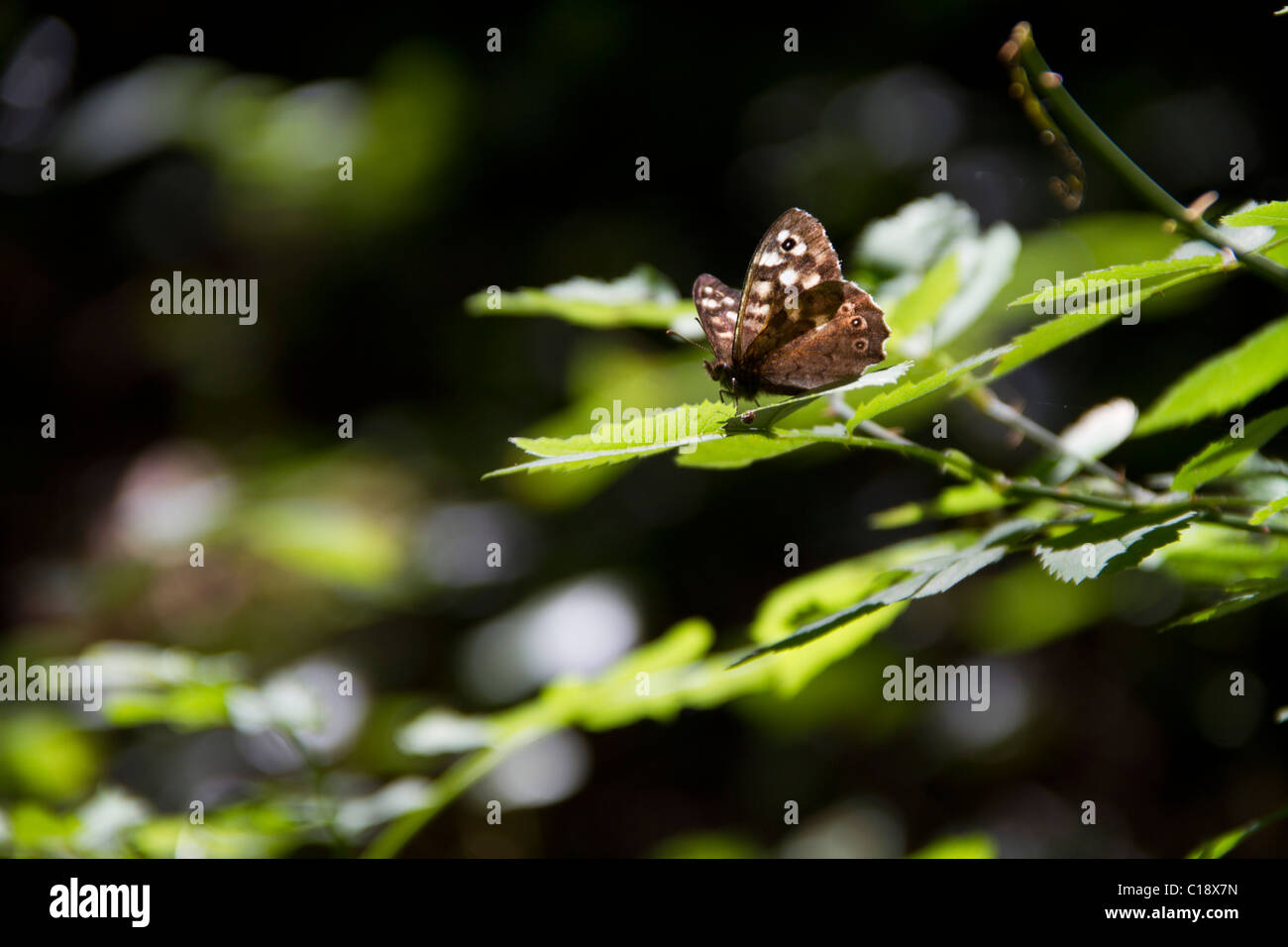 Speckled wood butterfly, Pararge aegeria Stock Photo - Alamy