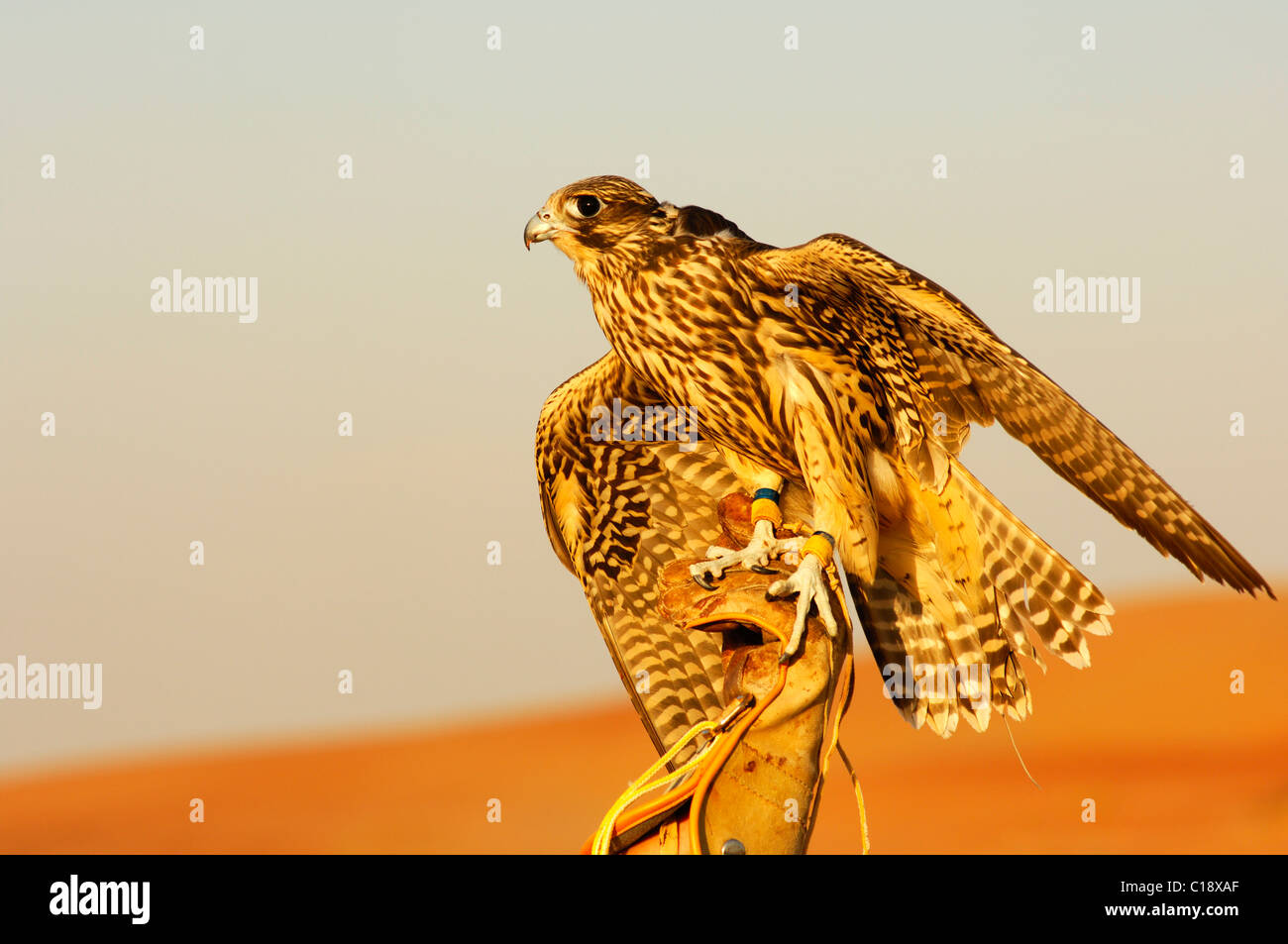 Falcon hunting hi-res stock photography and images - Alamy