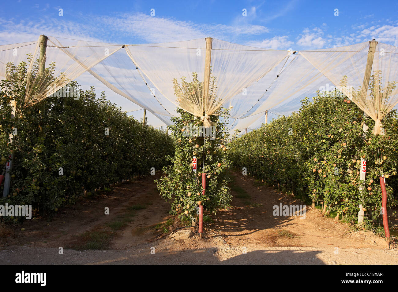 Appel tree hi-res stock photography and images - Alamy