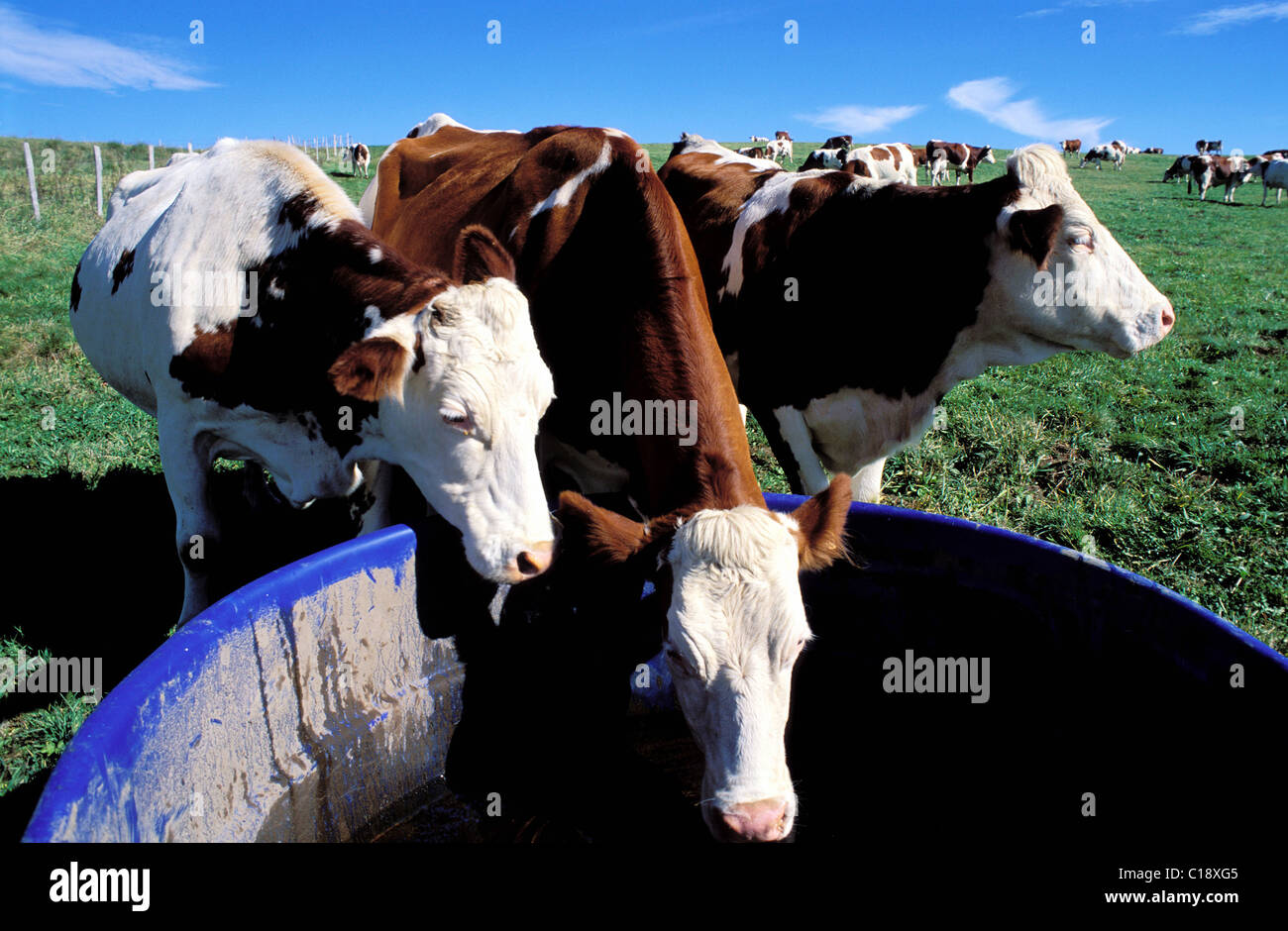 France, Puy de Dome, cows of the Puy de Sancy Stock Photo - Alamy