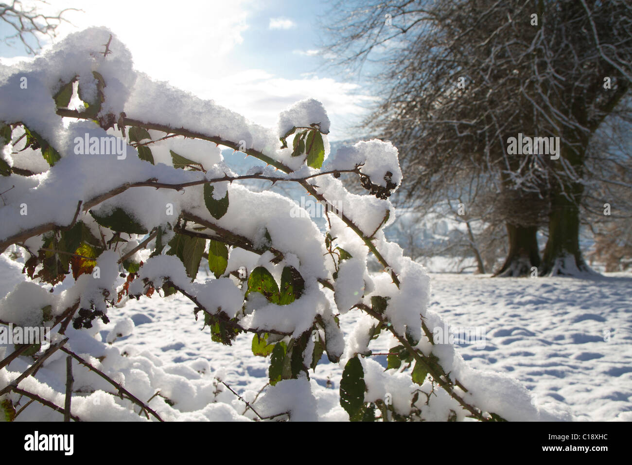 Brambles High Resolution Stock Photography and Images - Alamy